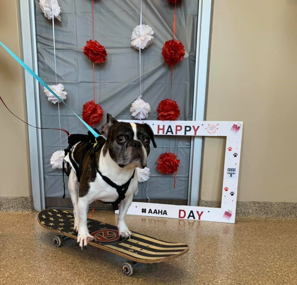 2021 AAHA-ACCREDITED HOSPITAL DAY RECAP - AAHA