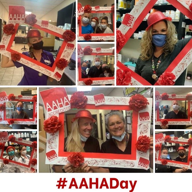 2021 AAHA-ACCREDITED HOSPITAL DAY RECAP - AAHA