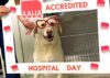 AAHA Member Benefits - AAHA