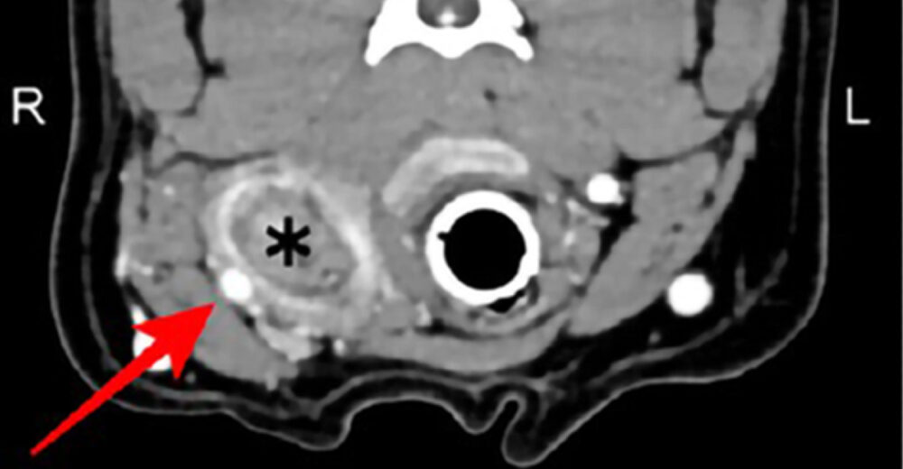 JAAHA Case Report of the Month - AAHA