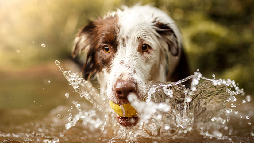 What should I know about my mature adult dog?