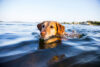 What is limber tail in dogs?
