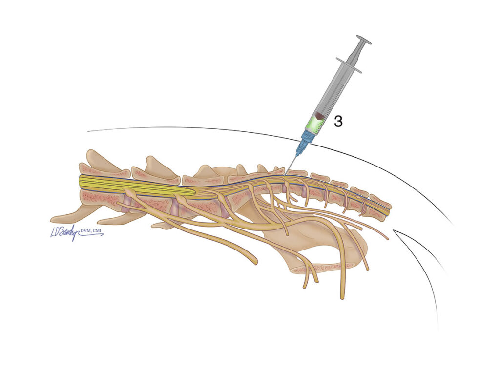 Local Anesthetic Techniques For Perineal Procedures - AAHA