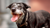 Special Disease Consideration: GOLPP Complex - AAHA