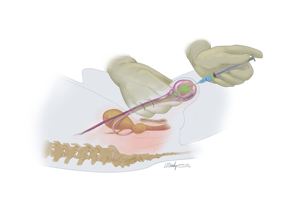 Local Anesthetic Techniques For Castrations - AAHA