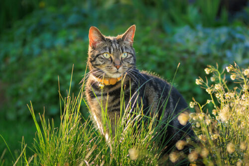What to Do if You Find a Lost Pet: A Step-by-Step Guide - AAHA