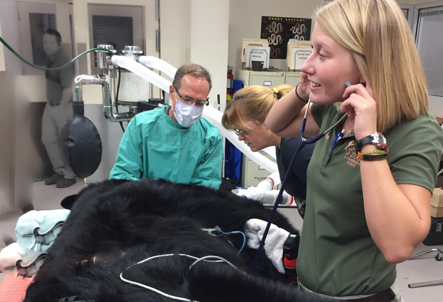 For Veterinary Professionals - AAHA