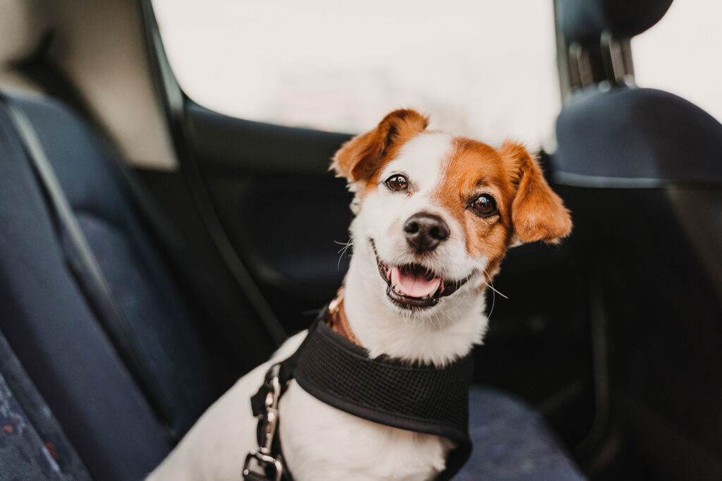Traveling safely with your pet: The ultimate guide - AAHA