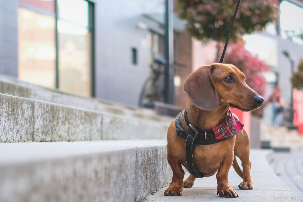 How to Protect Your Dog’s Paws from Hot Pavement - AAHA