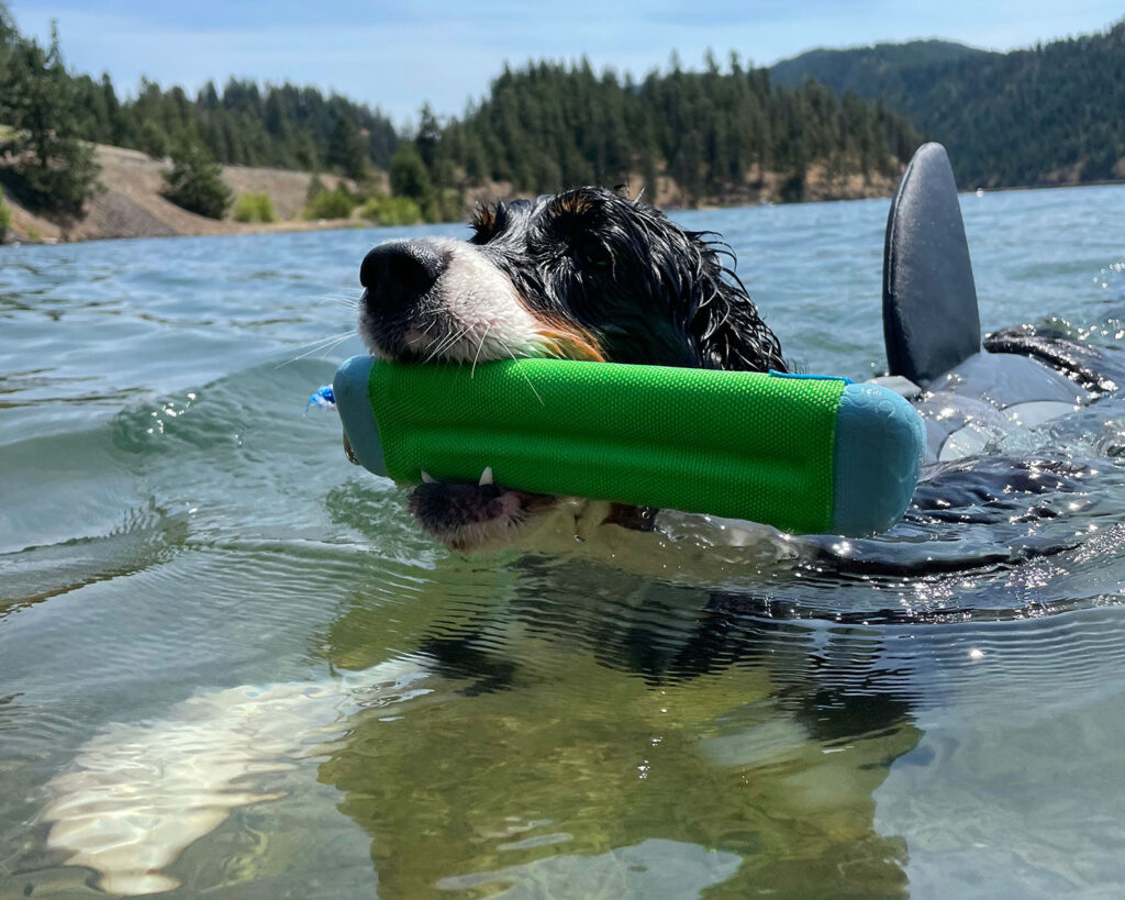 Dive Into Safety: Water Safety Tips for Pets - AAHA
