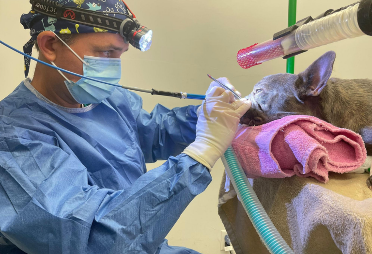Surgical intervention for brachycephalic obstructive airway syndrome: A ...
