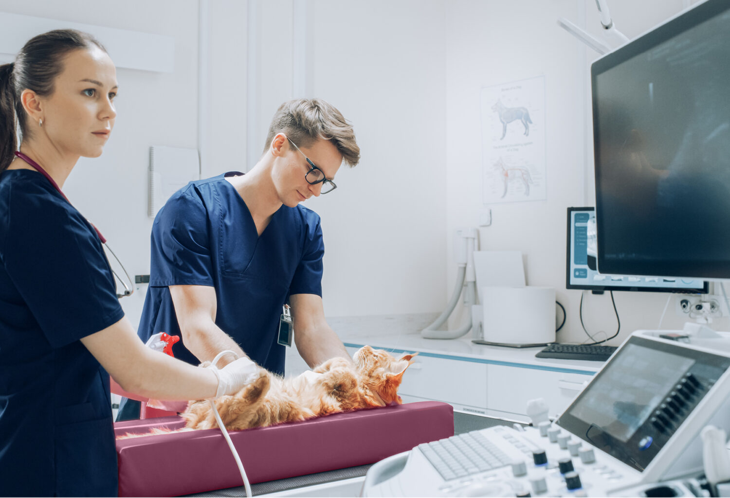 Crafting Delightful Experiences in Veterinary Medicine - AAHA