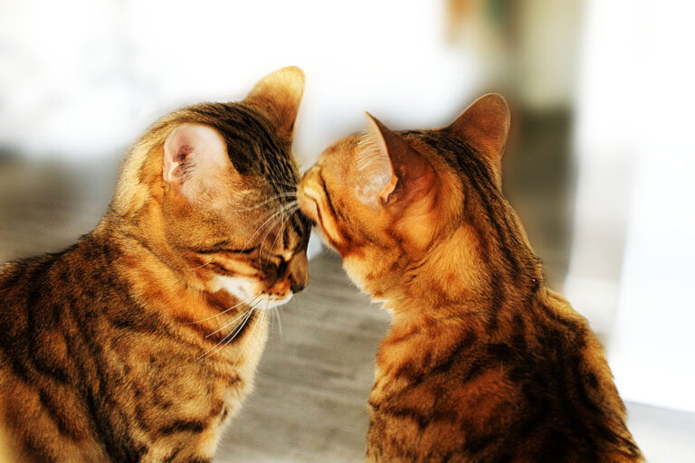 A Journey Through the Ages: Understanding Your Cat’s Life Stages - AAHA