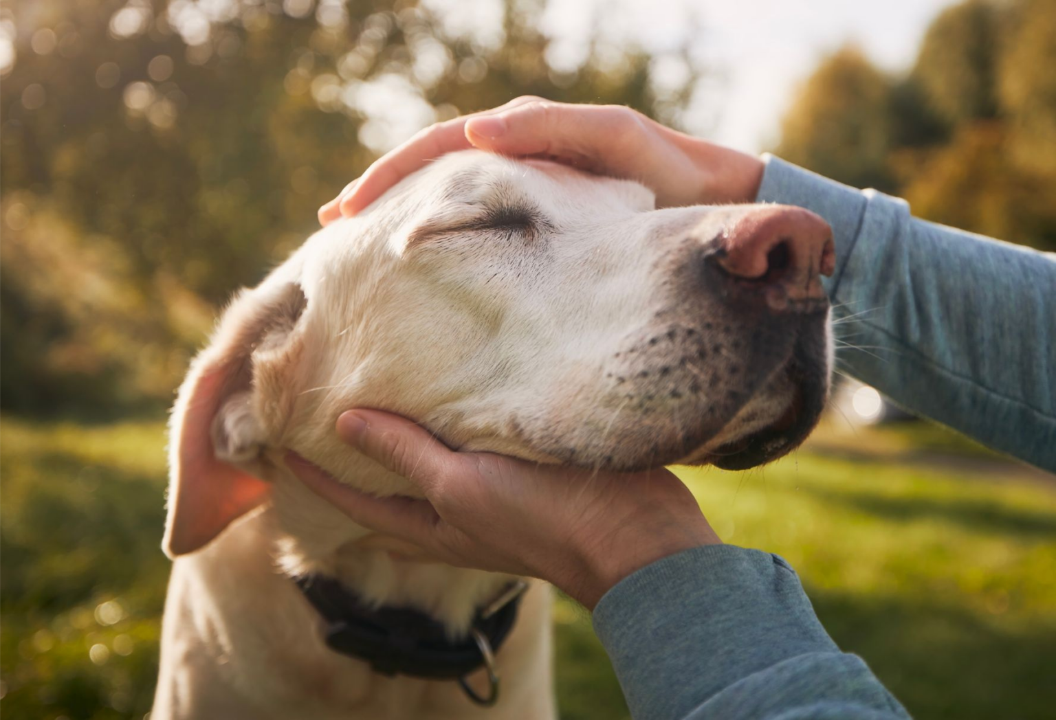 AAHA Member Benefits - AAHA
