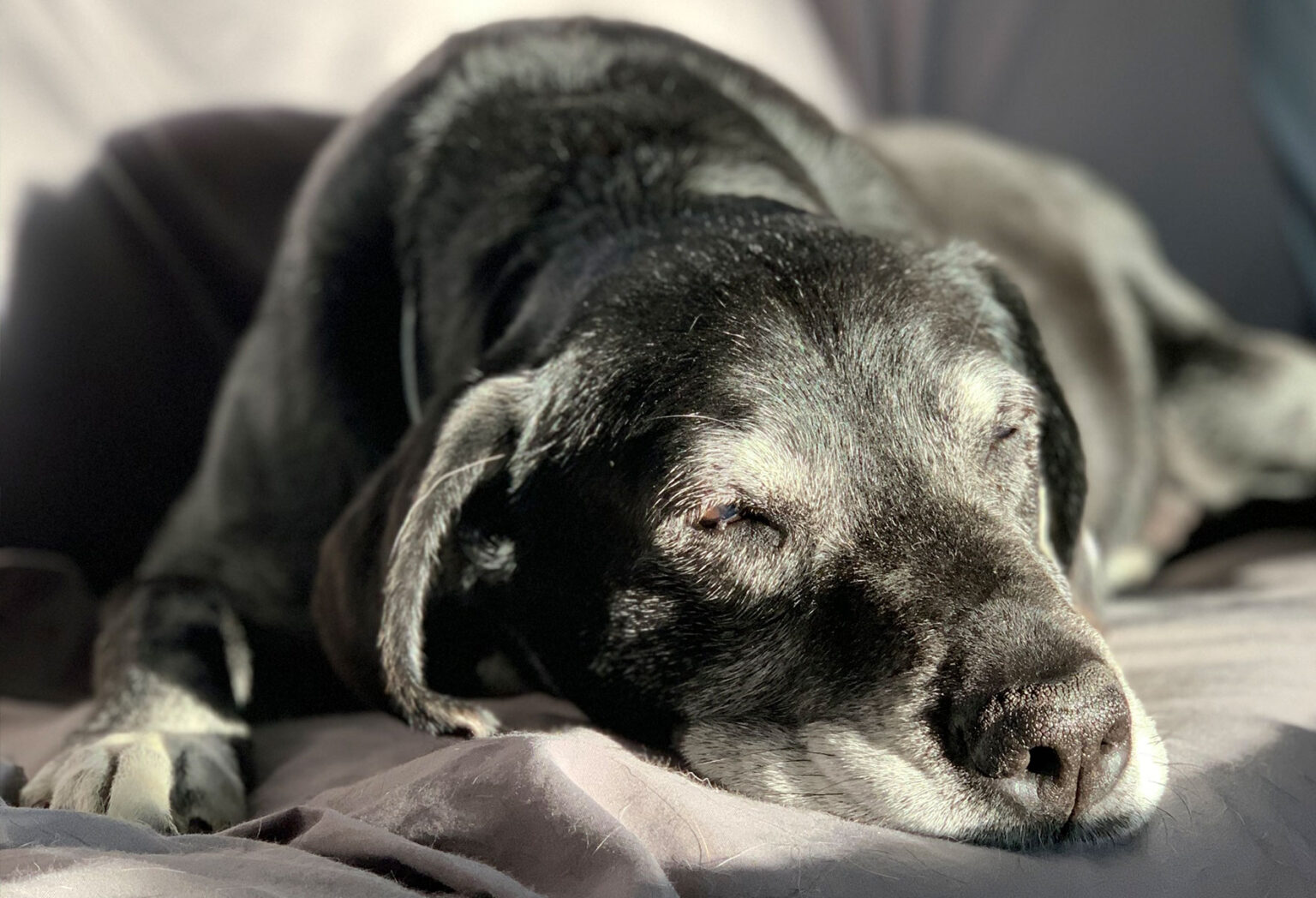 How to Assess Your Senior Pet’s Quality of Life - AAHA