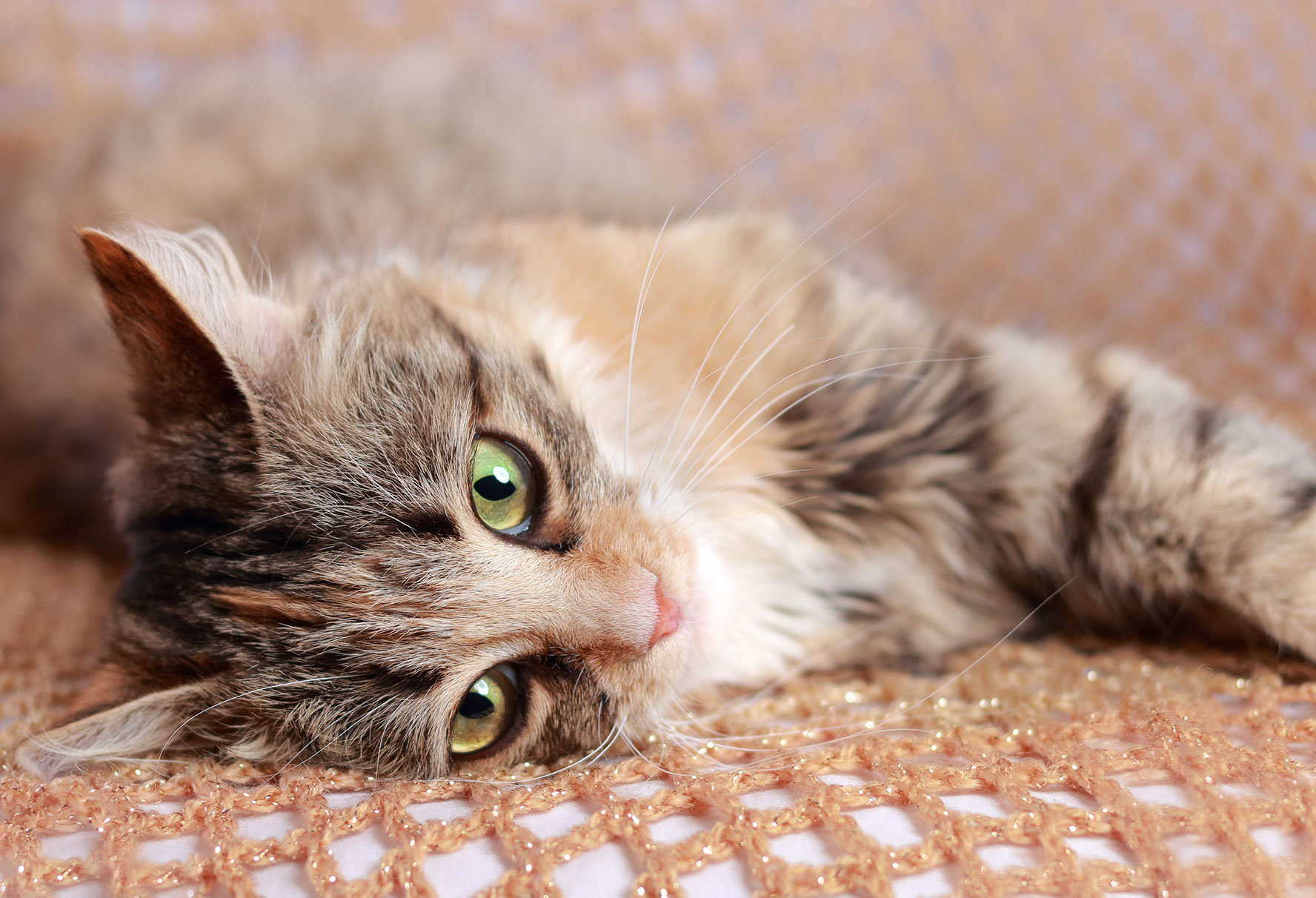Diabetes in Dogs and Cats: Signs, Symptoms, Diagnosis, and Treatment - AAHA