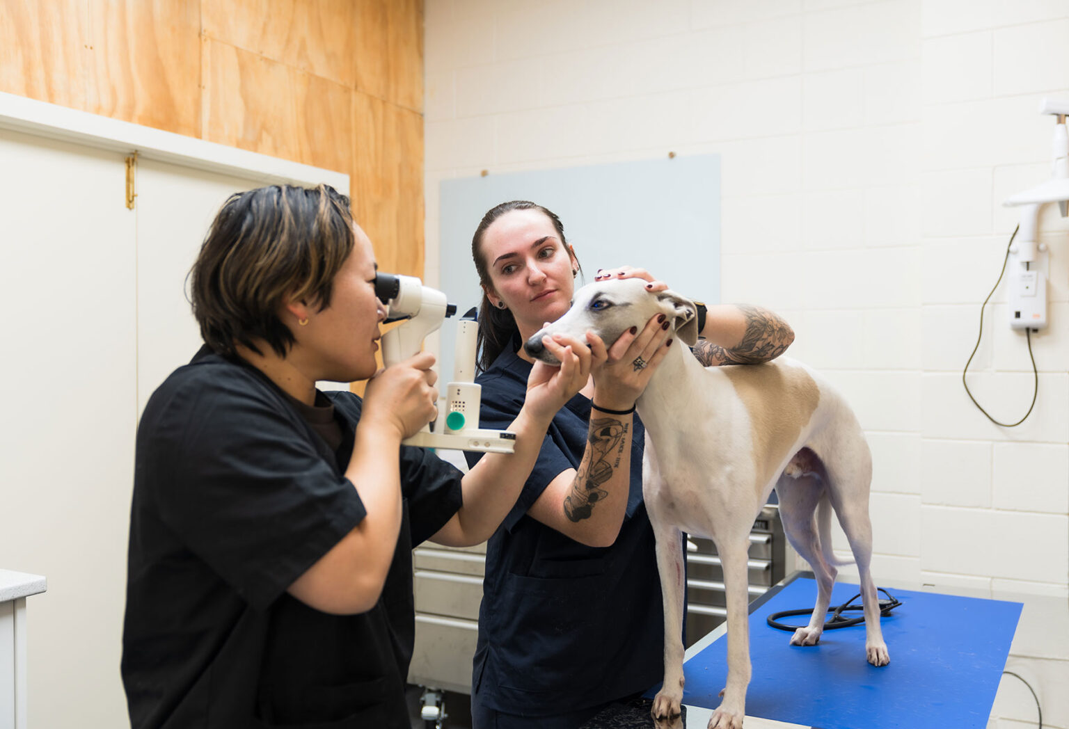 Exploring Different Veterinary Specialties - AAHA
