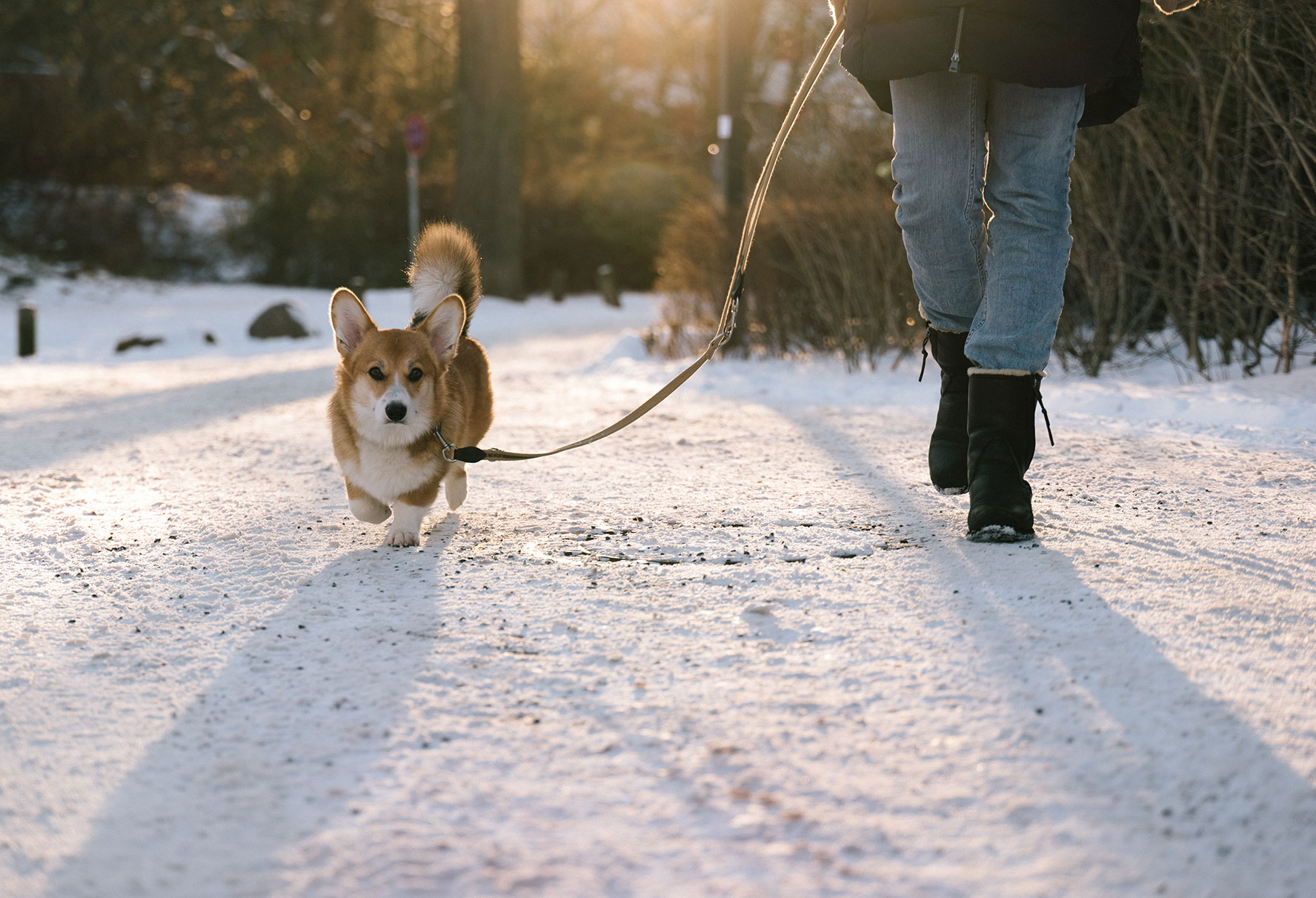 Cold Weather Pet Safety Tips for Dogs and Cats - AAHA