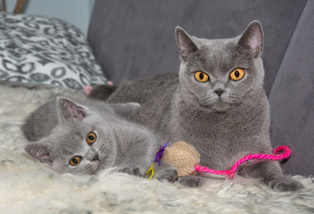 Purrfectly Entertained: Indoor Enrichment for Cats - AAHA