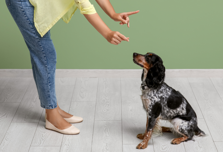 Who’s a Good Dog? 5 Expert Dog Training Tips - AAHA