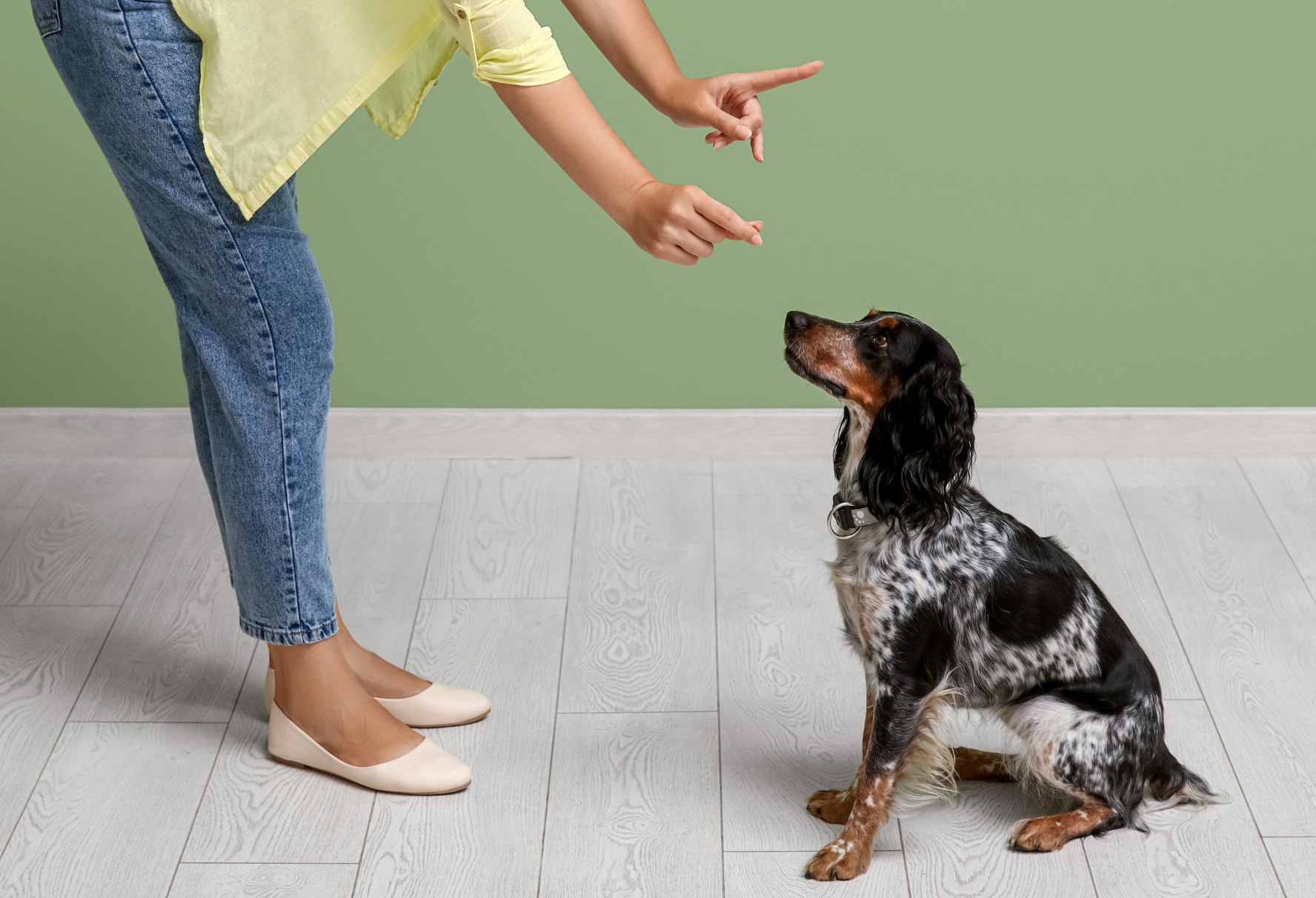 Who’s a Good Dog? 5 Expert Dog Training Tips - AAHA