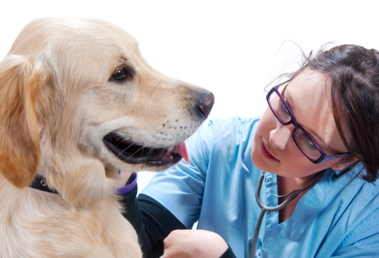 For Veterinary Professionals - AAHA