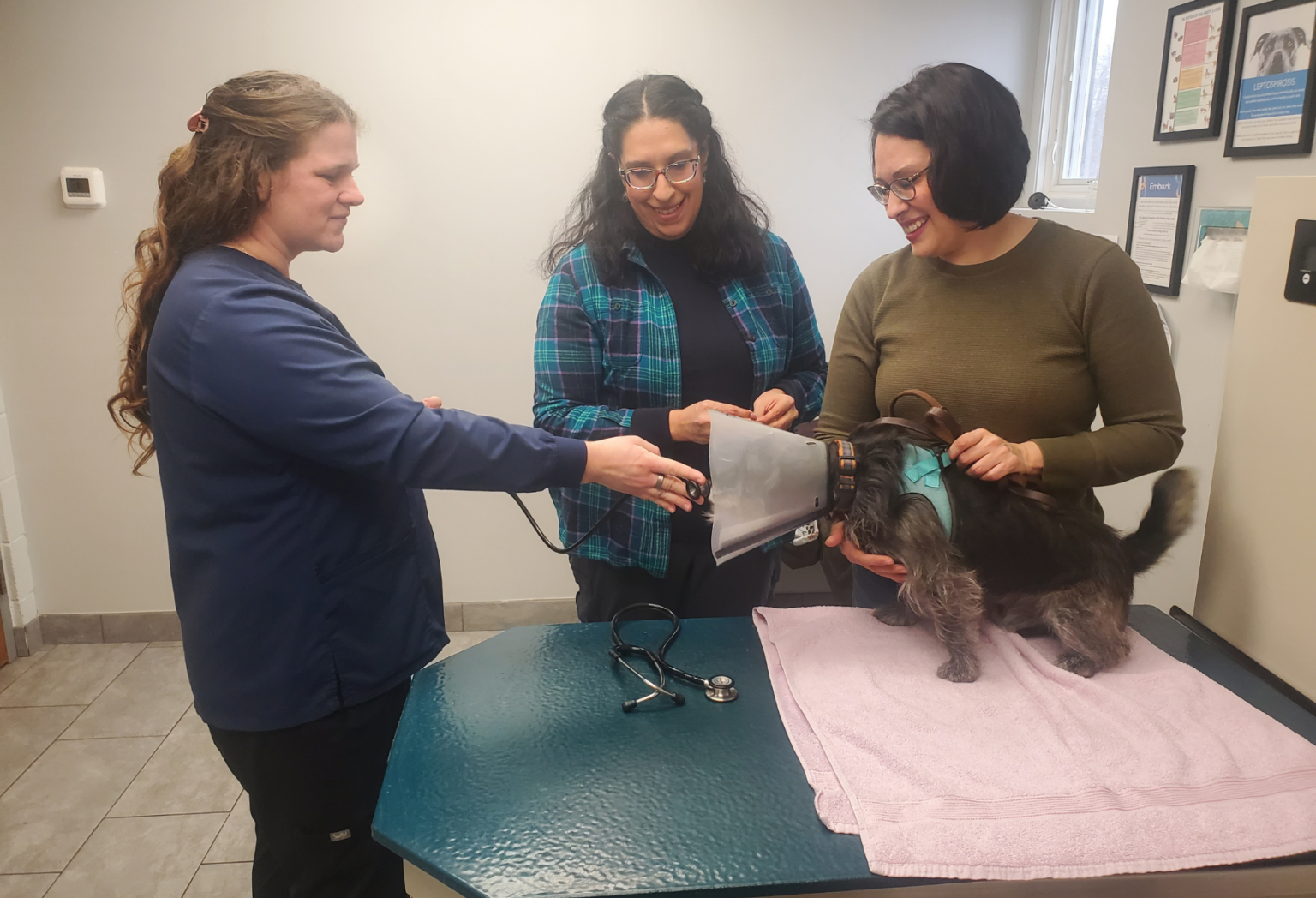 Less stress and better outcomes with cooperative care - AAHA