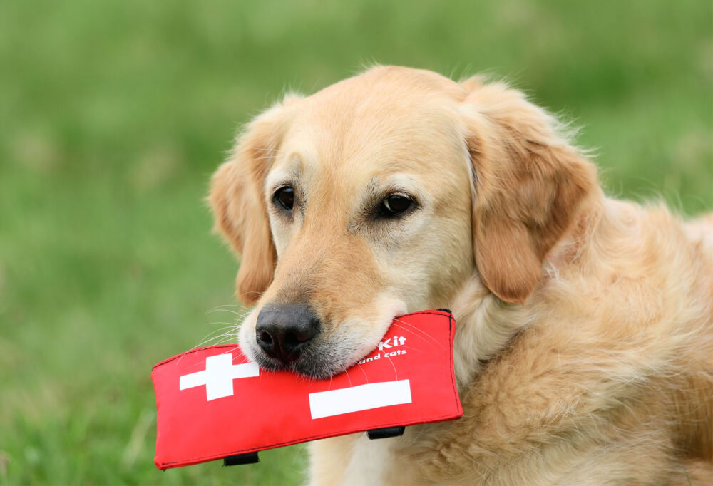 How to Make a Pet First Aid Kit (and Actually Use It) - AAHA