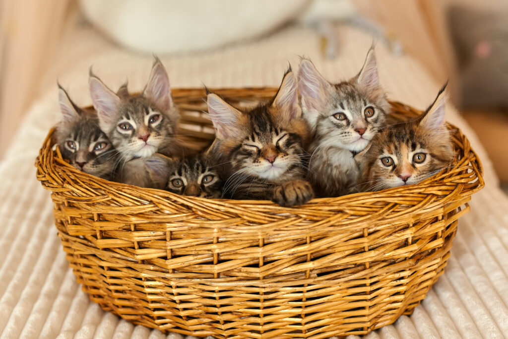 From the Guidelines: Kitten checklist - AAHA