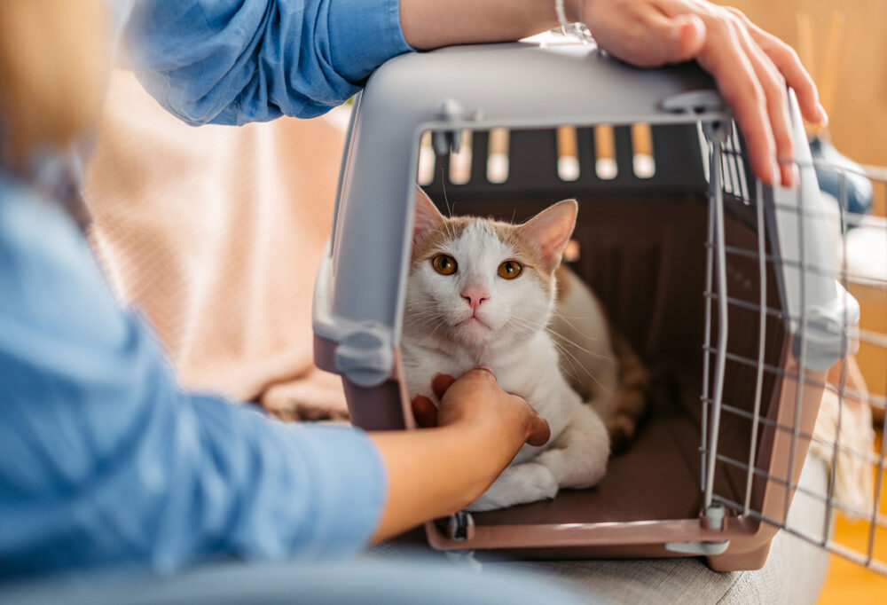 For Pet Parents - AAHA