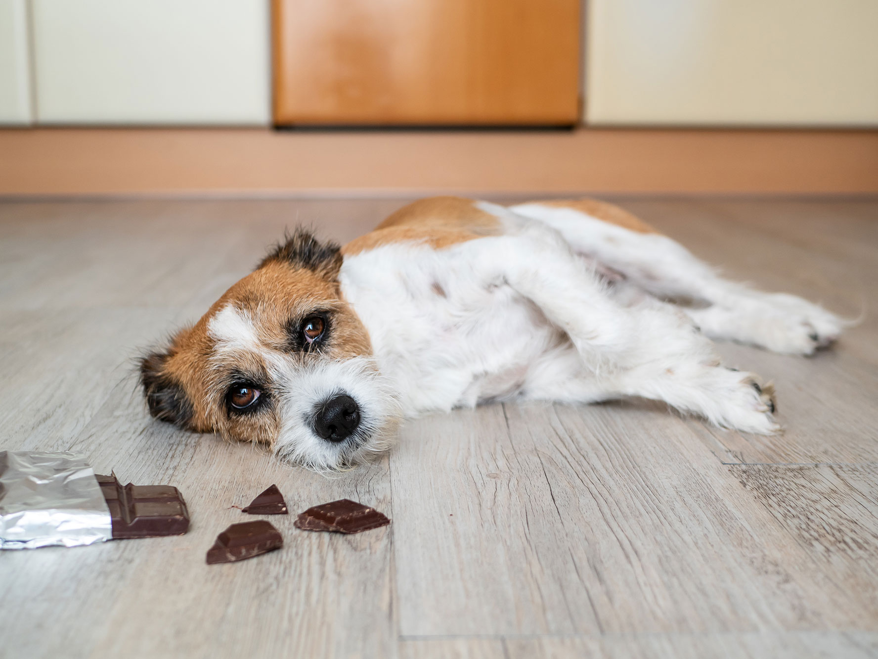 Recognizing the Signs of Poisoning in Dogs - AAHA