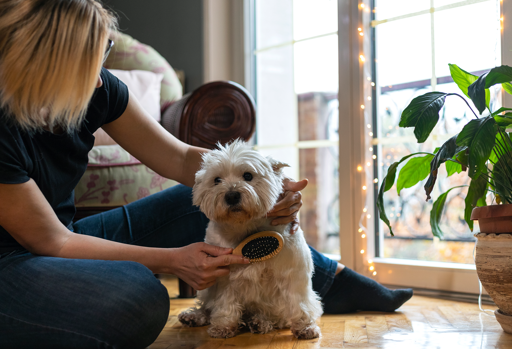 Dog Allergies: Symptoms, Testing, and Treatment - AAHA