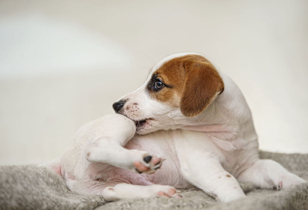Understanding Canine Itch: Reasons Your Dog Might Be Itchy - AAHA