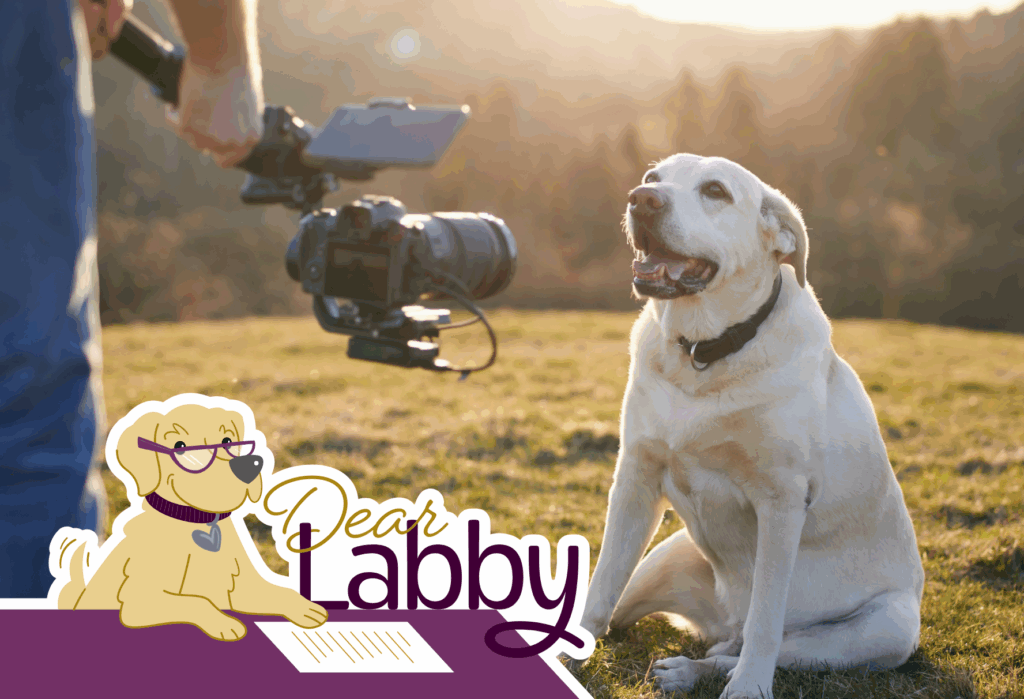Dear Labby: I want some videos for my veterinary practice. Where do I ...