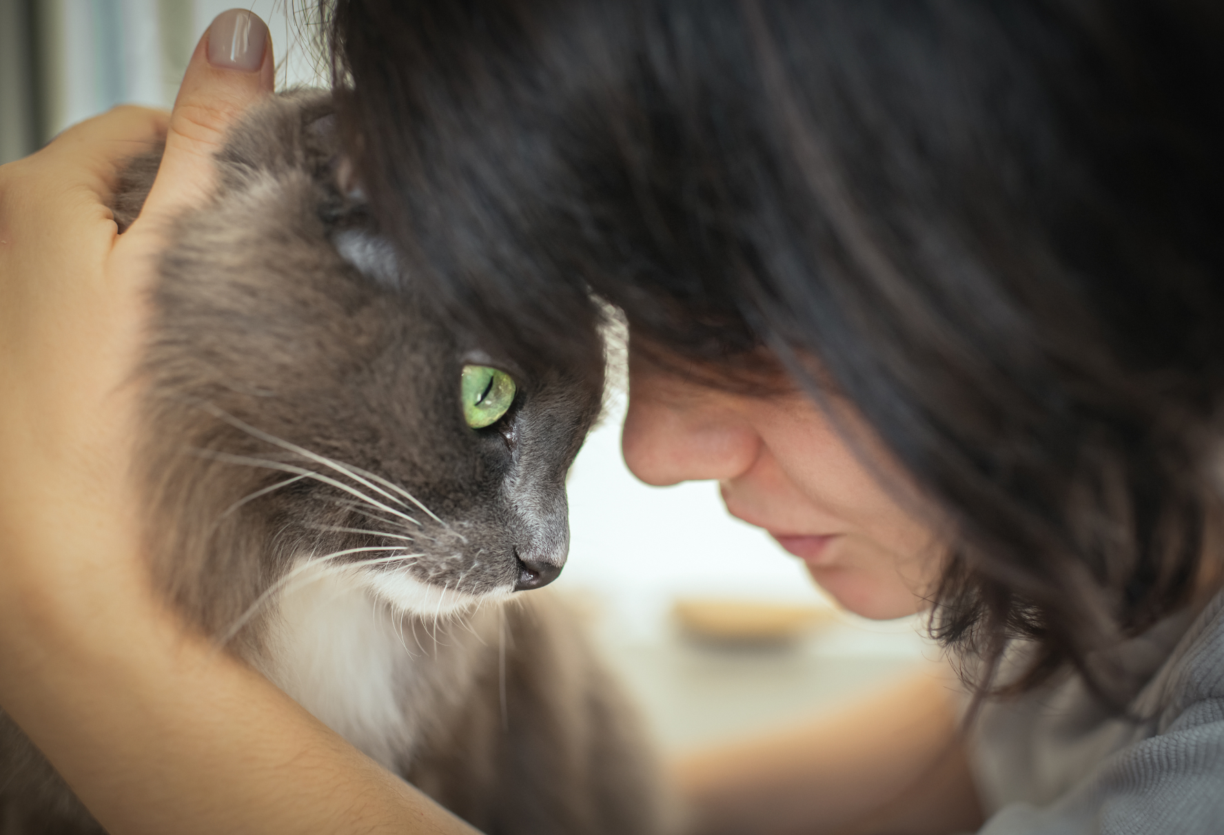 For Veterinary Professionals - AAHA