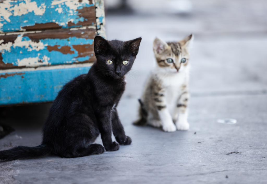 How lighthearted shelter initiatives create meaningful change for cats ...