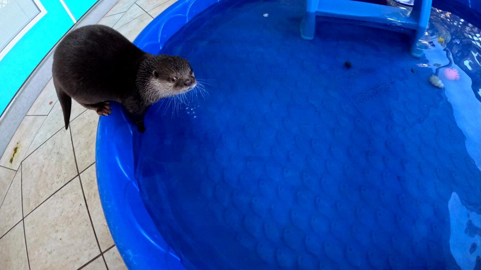 You otter know: Meet Splash, the search and recovery otter - AAHA