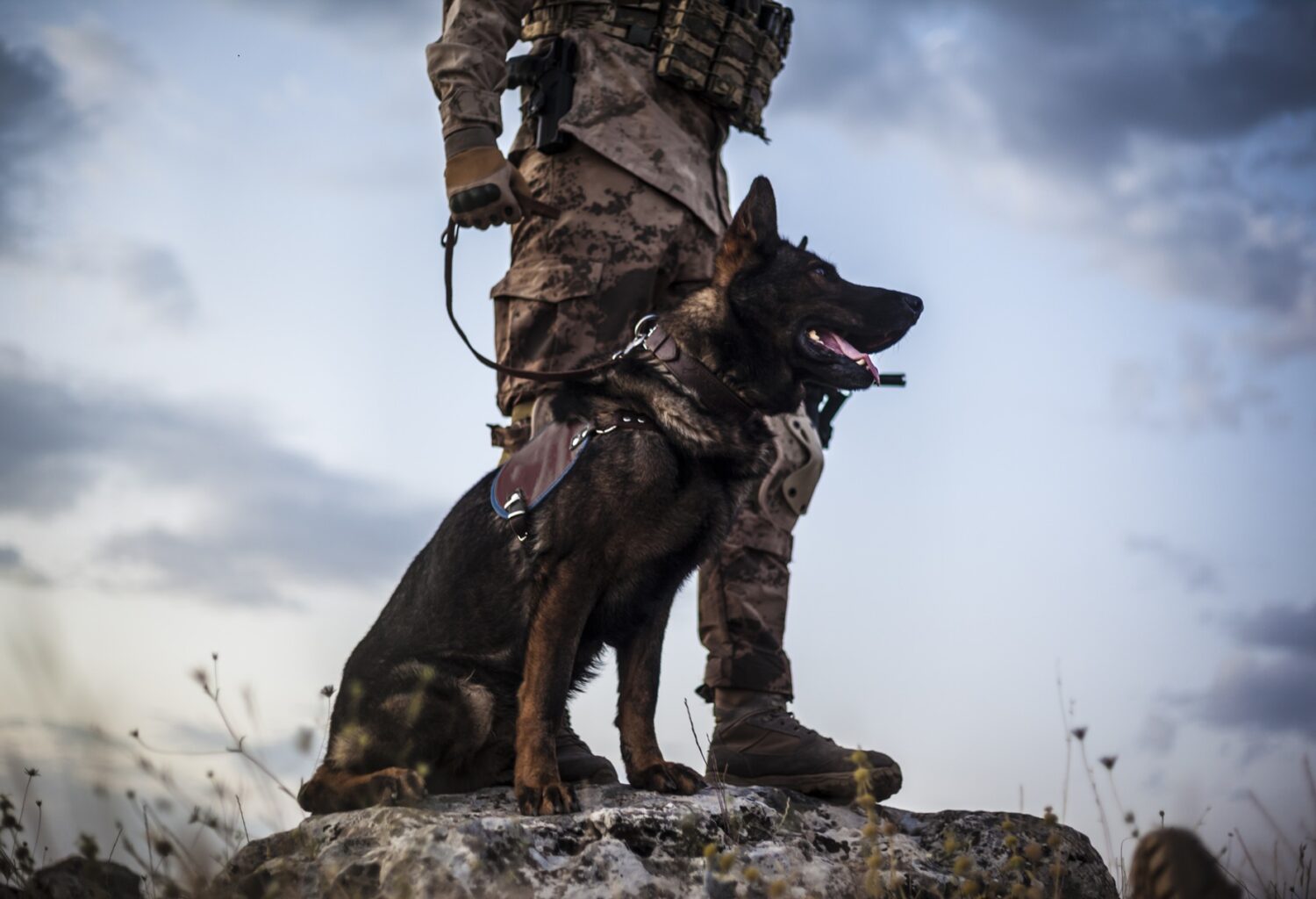 Gems from the Guidelines: Working with working dogs - AAHA