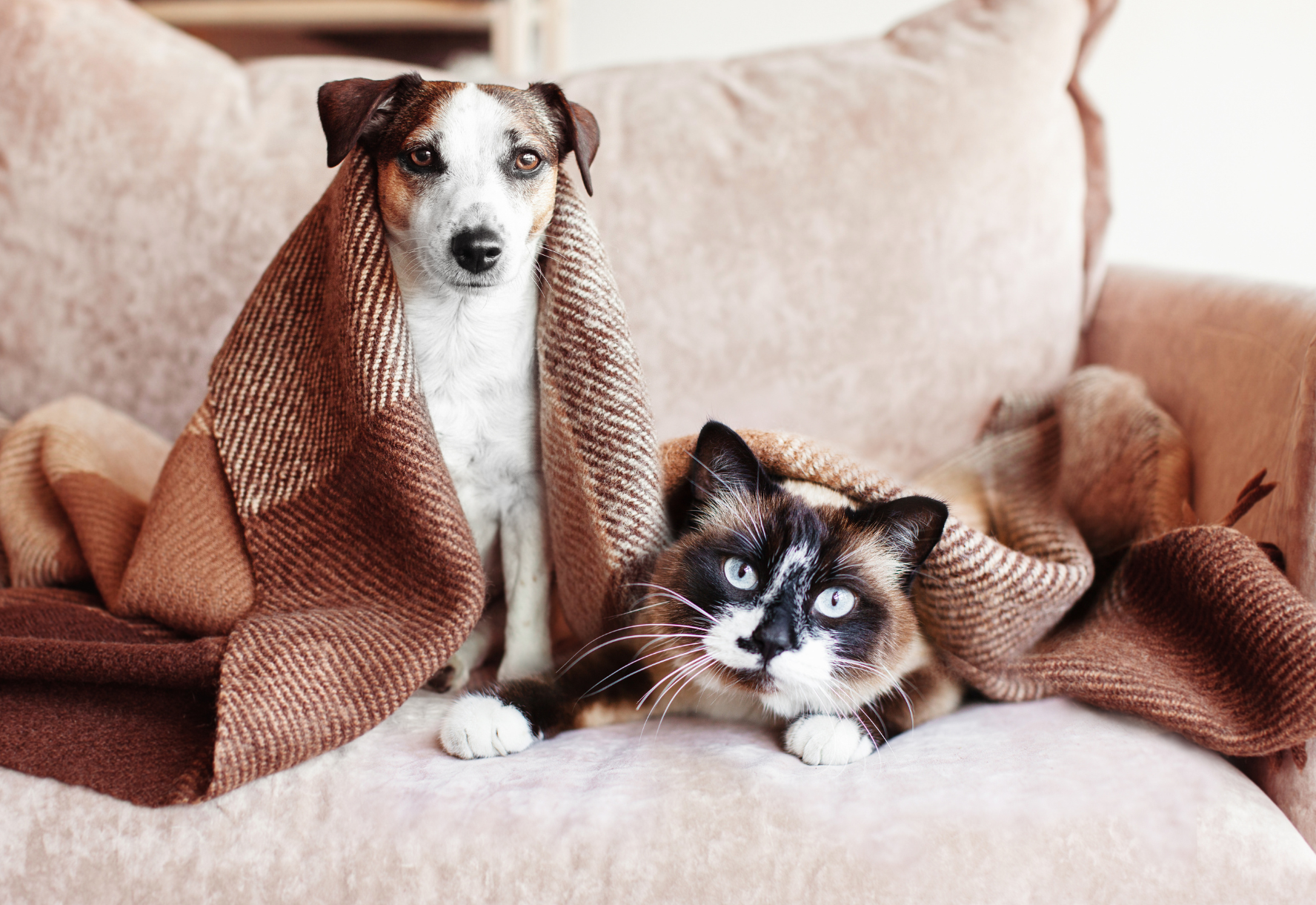 HAB-py Tails: The science behind therapy dogs, cat caregiving, and ...