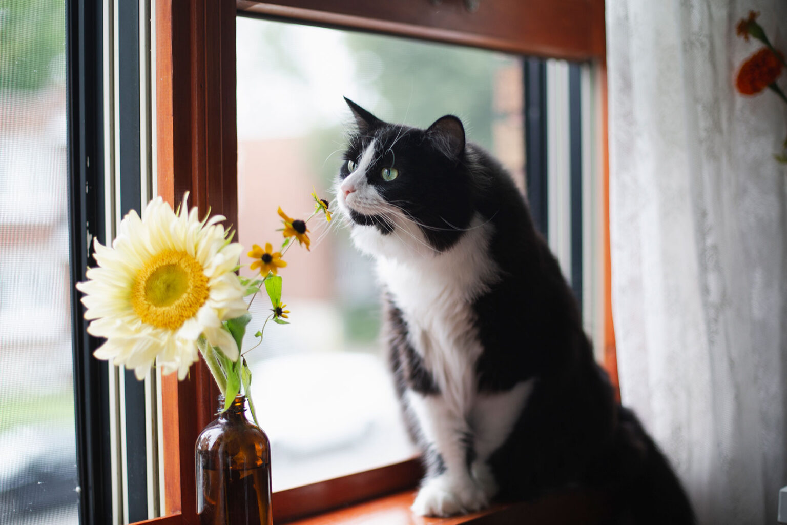 Common spring pet poisons (and tips for keeping your pets safe) - AAHA