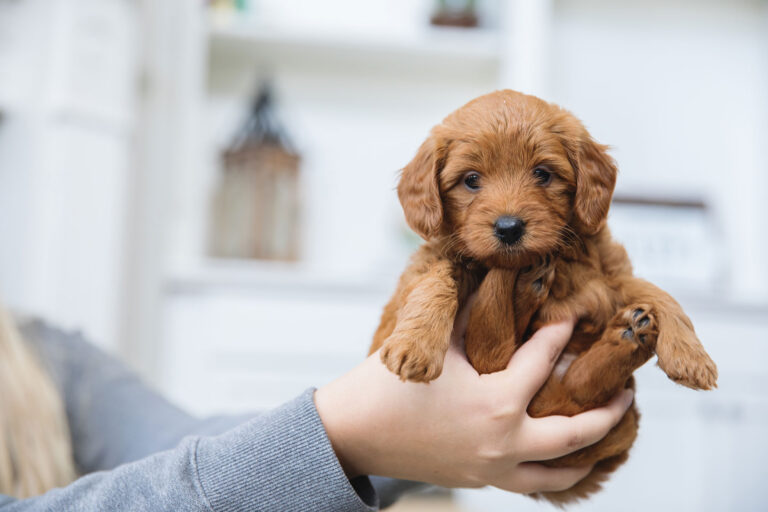 What to do when you first bring home a new puppy - AAHA